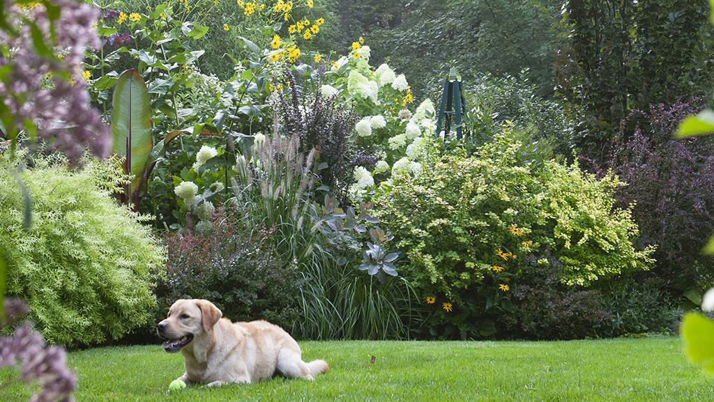 Evergreen Shrubs for Pets: Puppy-Safe Garden Guide for Year-Round ...