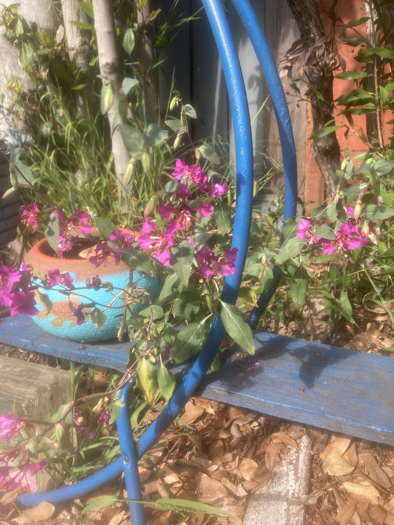 Clarkia Is Safe for Pets & Easy to Grow in A Pet Safe Garden - Pets Can Go