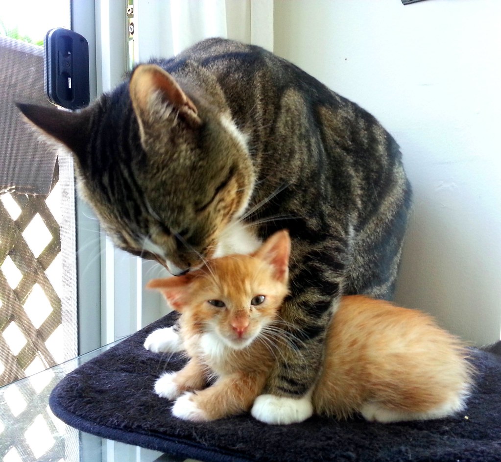 How to Socialize an Adult Rescue Cat: Tips, Timeframe & Can it Be Too ...