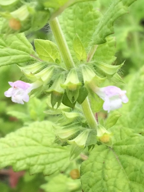 Lemon Balm Safe Around Dogs & Cats: Companion Plants, Anxiety Benefits ...
