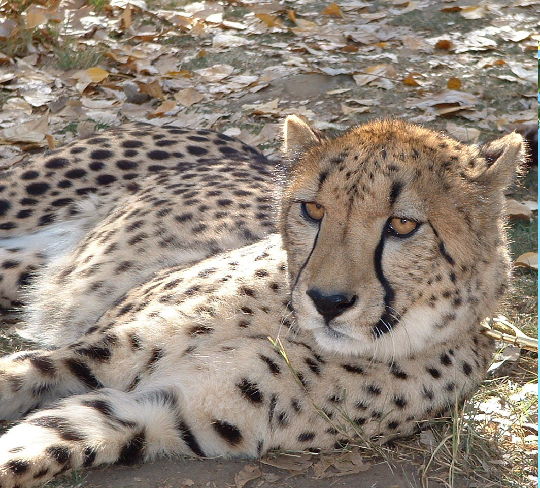 Cheetah Not Friend Nor Foe: Fact v Fiction & How Speed Makes Special ...
